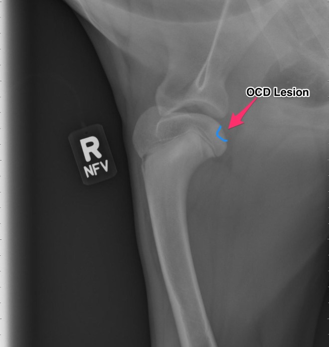 Osteochondritis Dissecans (OCD) – Shoulder – A Veterinarian's Perspective